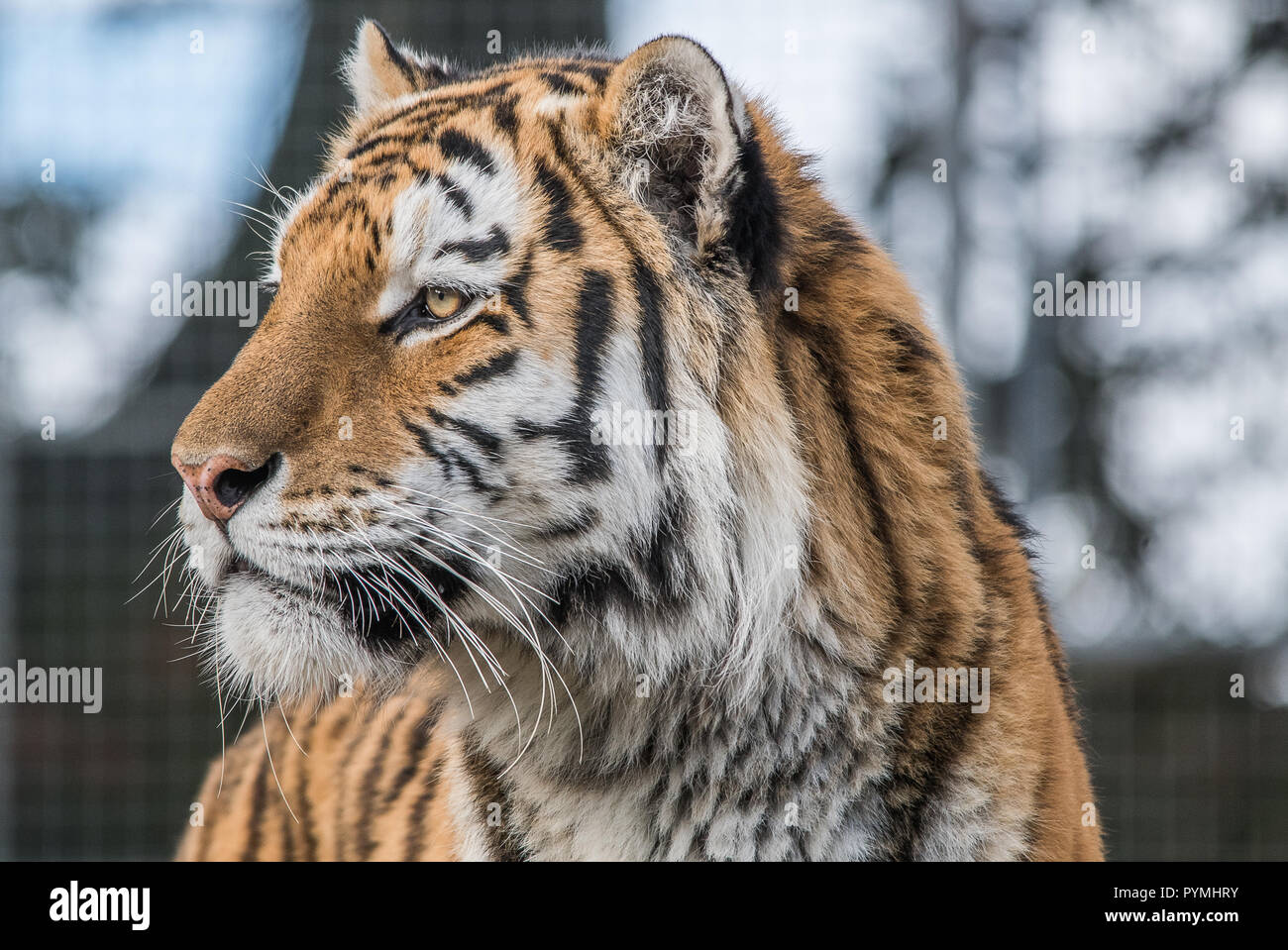 Tiger walking around and sitting Stock Photo - Alamy