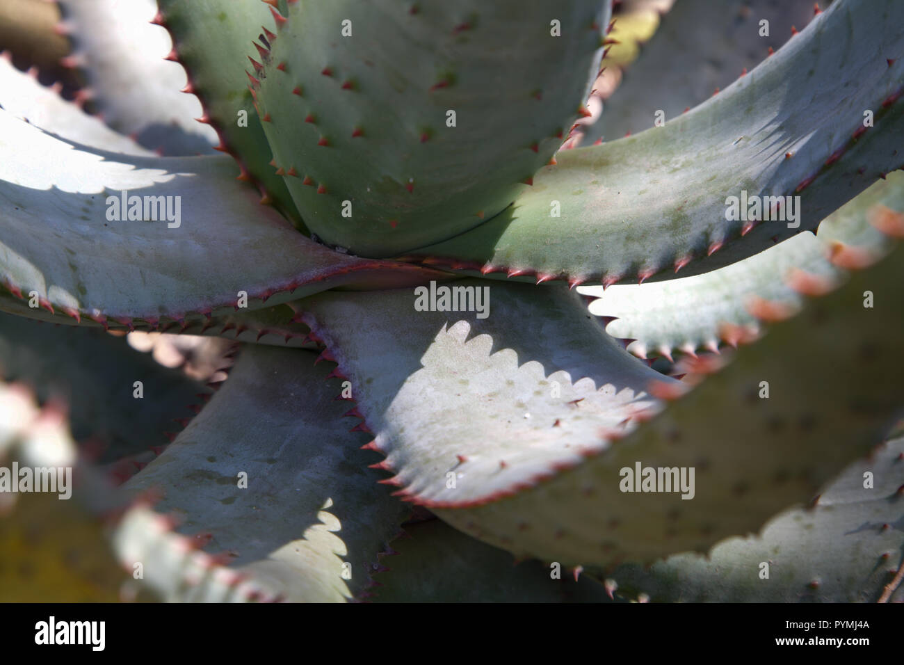 Macro succulent hi-res stock photography and images - Alamy