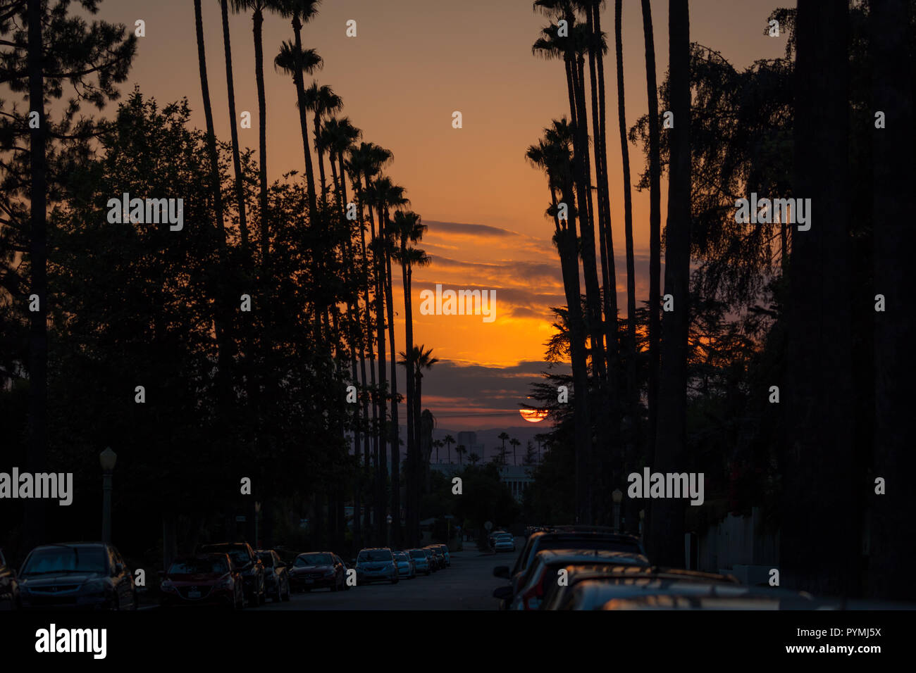 Sunset past the palm trees Stock Photo - Alamy