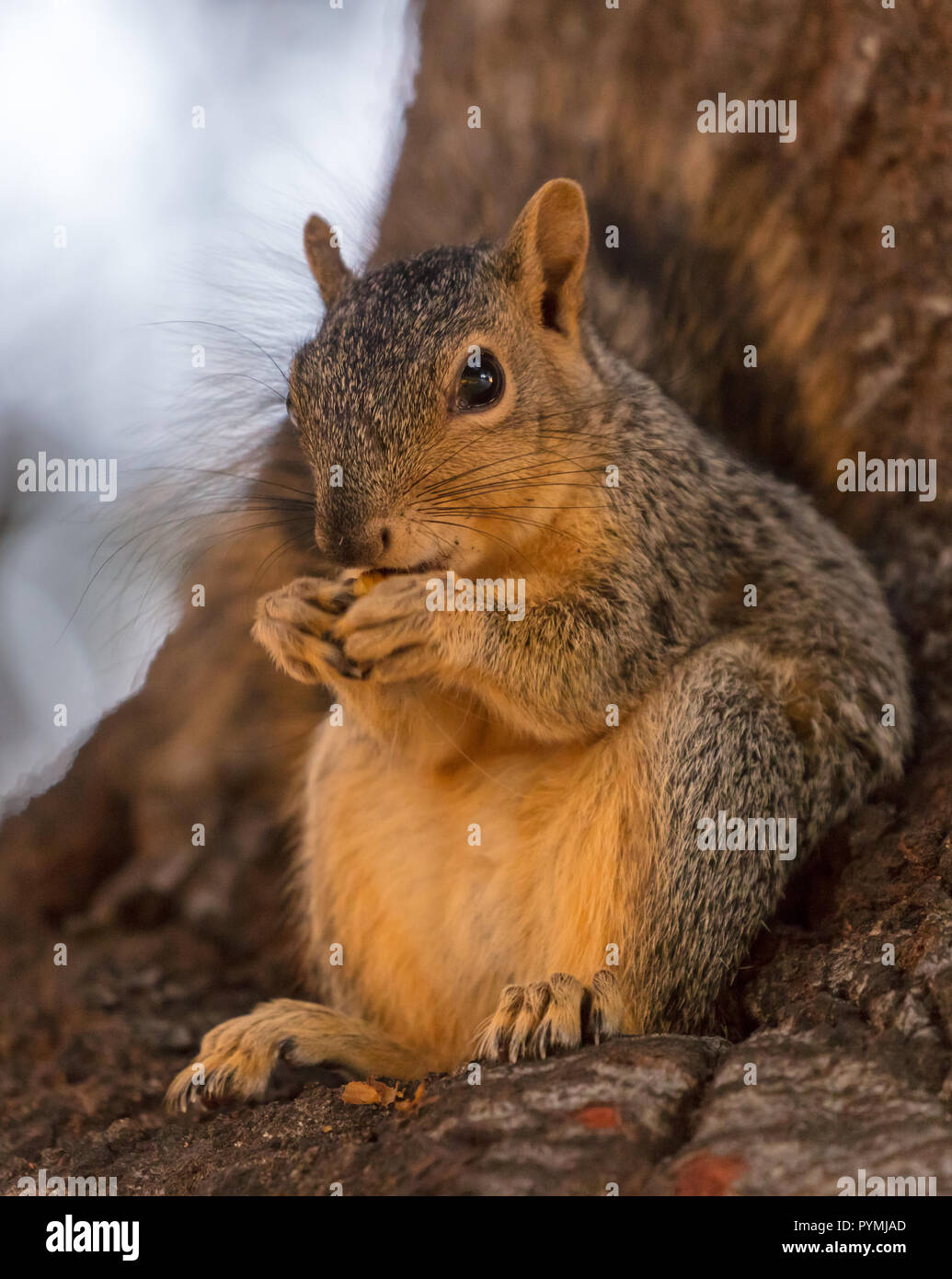 Squirrel eating nuts Stock Photo - Alamy