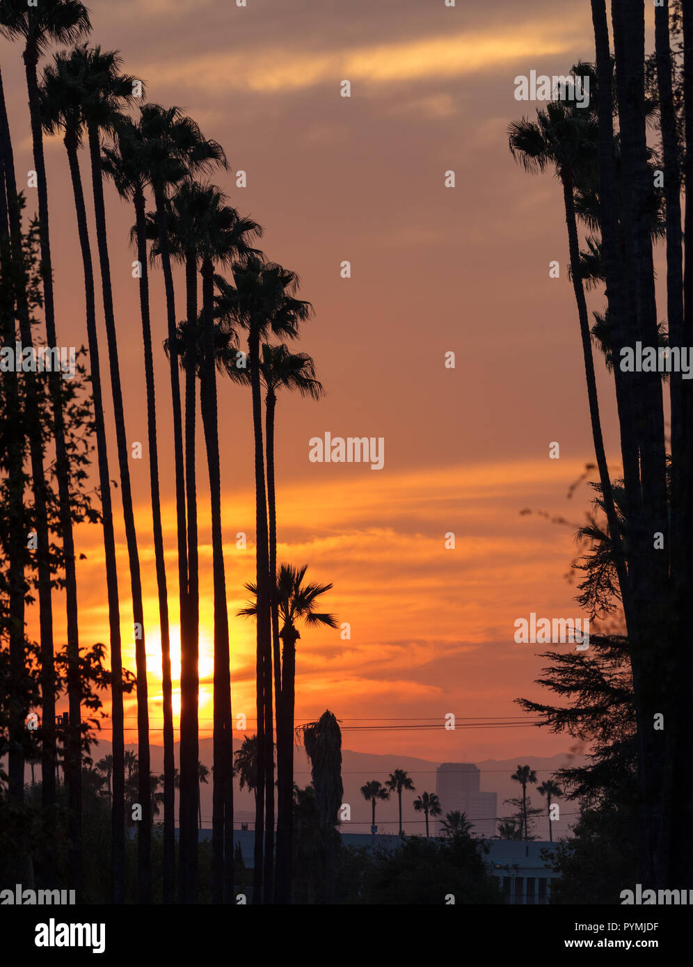 Sunset through palm trees hi-res stock photography and images - Alamy
