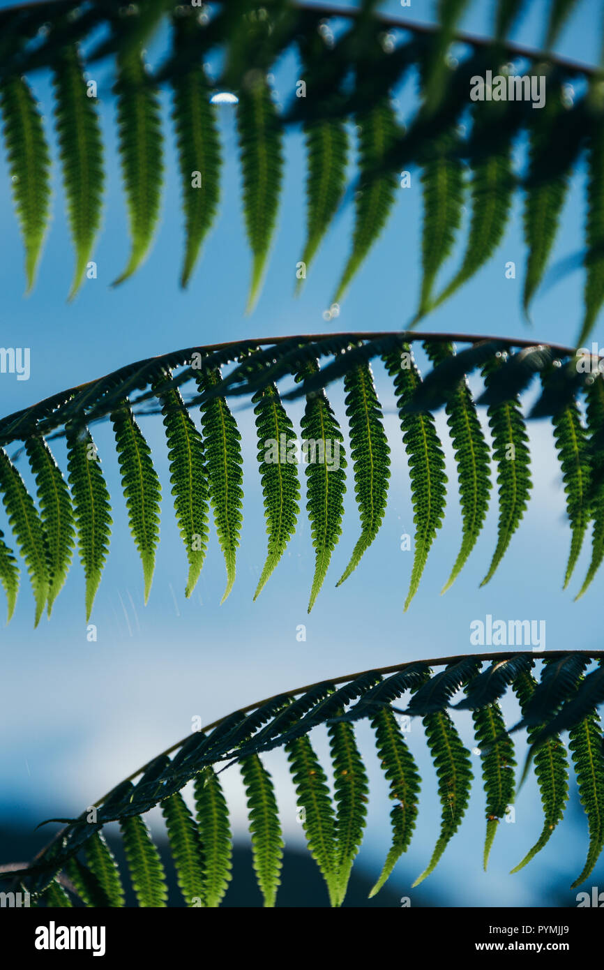 Vertical leaves background hi-res stock photography and images - Alamy