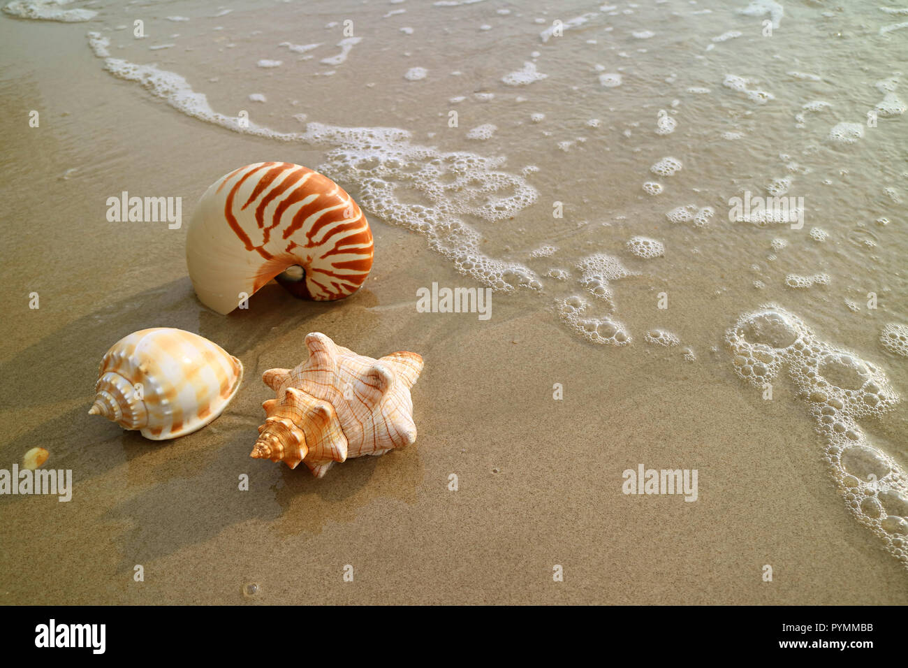 Beautiful Natural Sea Shells on the Wet Sand Beach with Backwash ...