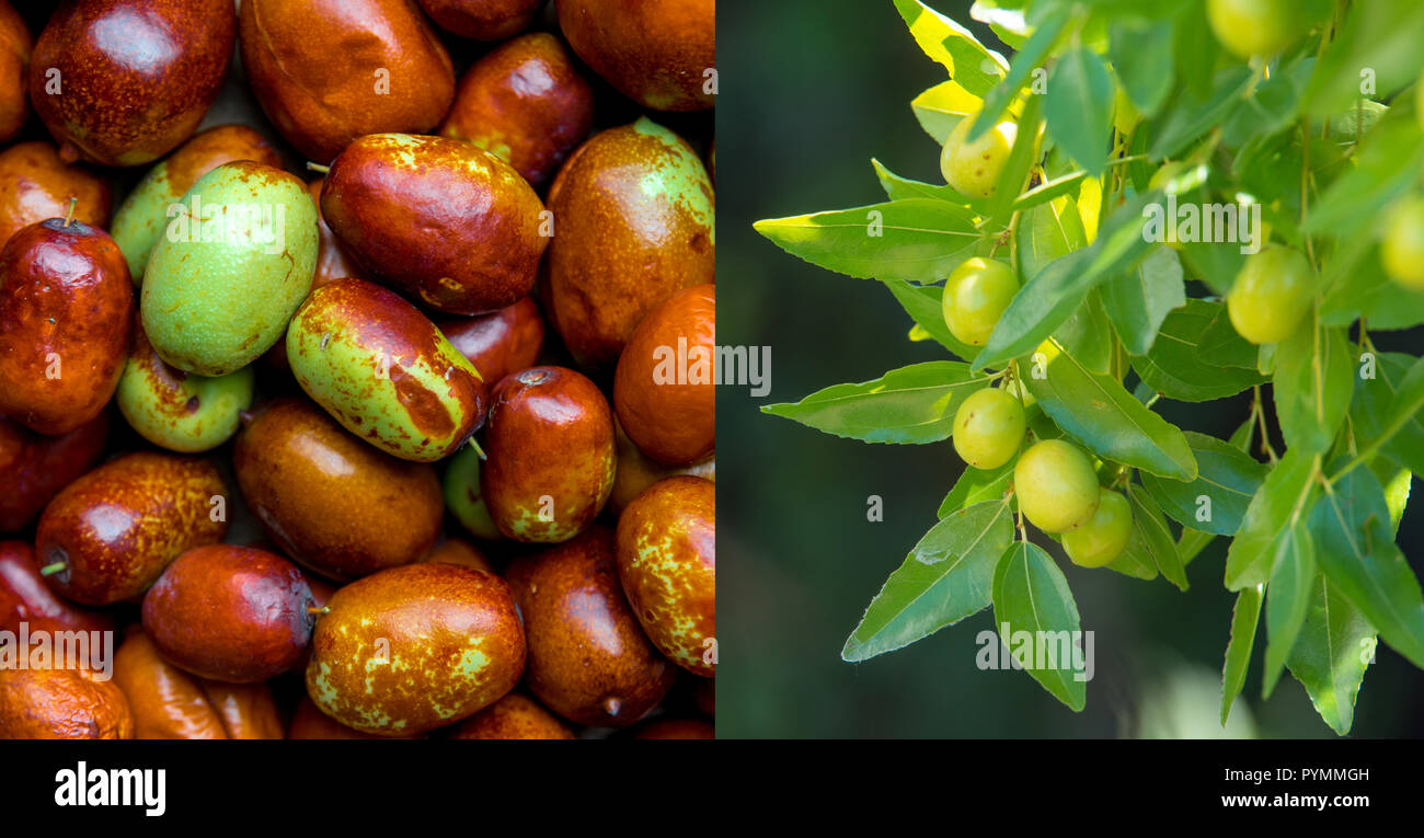 Jojoba fruit hi-res stock photography and images - Alamy