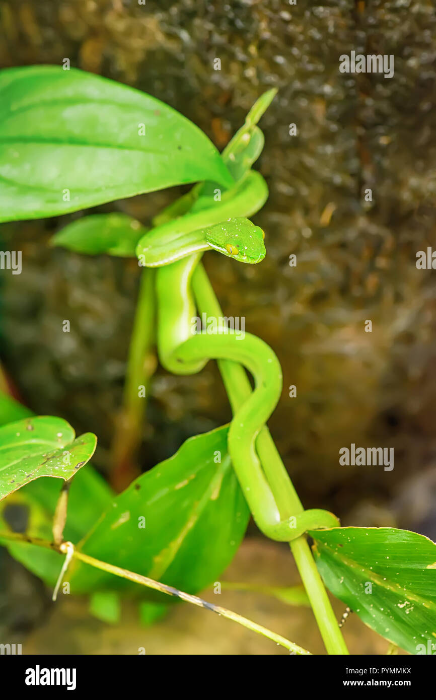 Green pit viper snake lying on a small tree Stock Photo - Alamy
