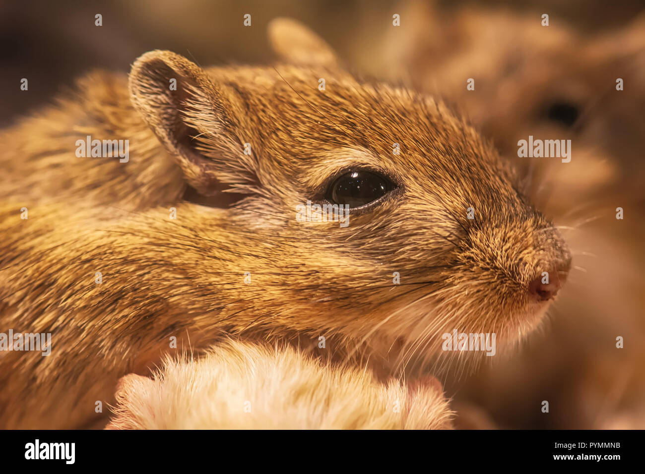 Meriones unguiculatus desert hi-res stock photography and images - Alamy