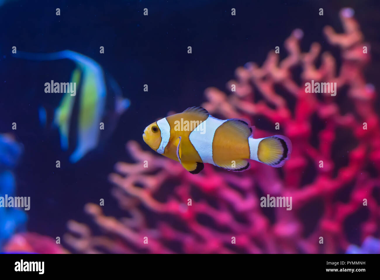 The marine fish are color of the sea Stock Photo - Alamy