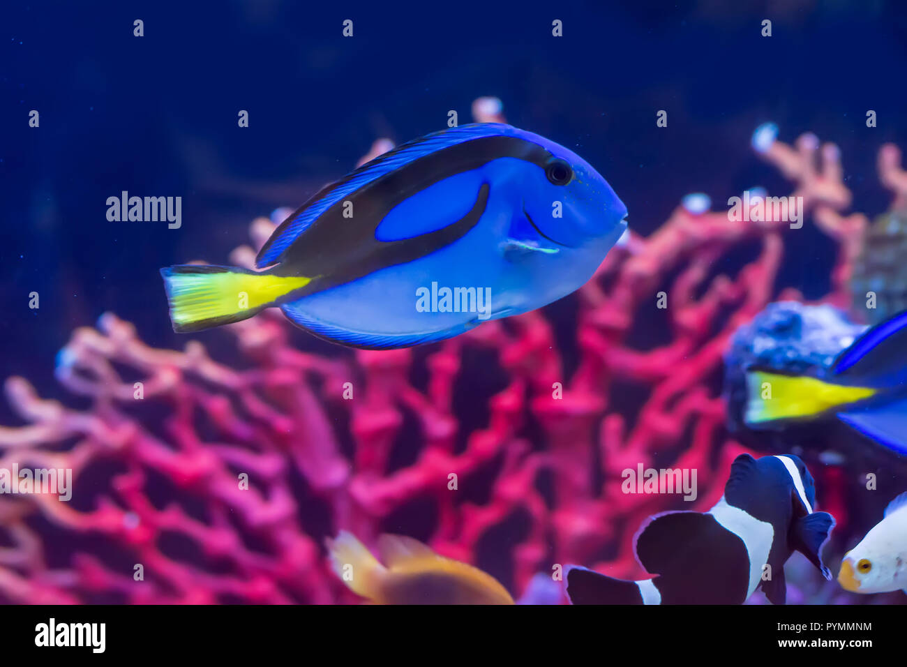 The marine fish are color of the sea Stock Photo - Alamy