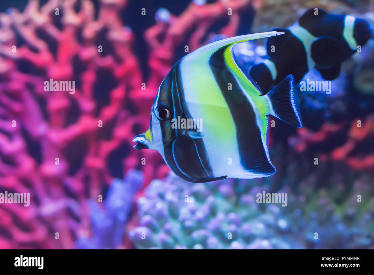The marine fish are color of the sea Stock Photo - Alamy