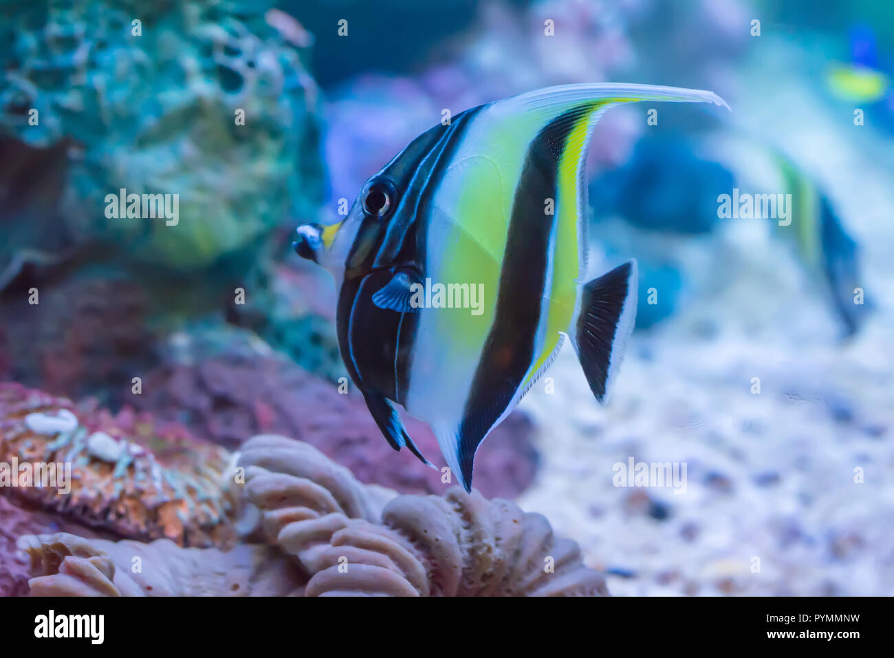 The marine fish are color of the sea Stock Photo - Alamy