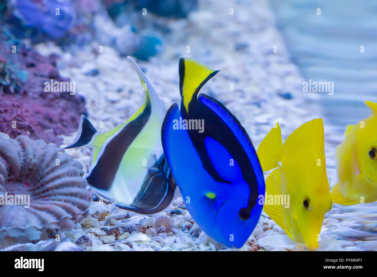 The marine fish are color of the sea Stock Photo - Alamy