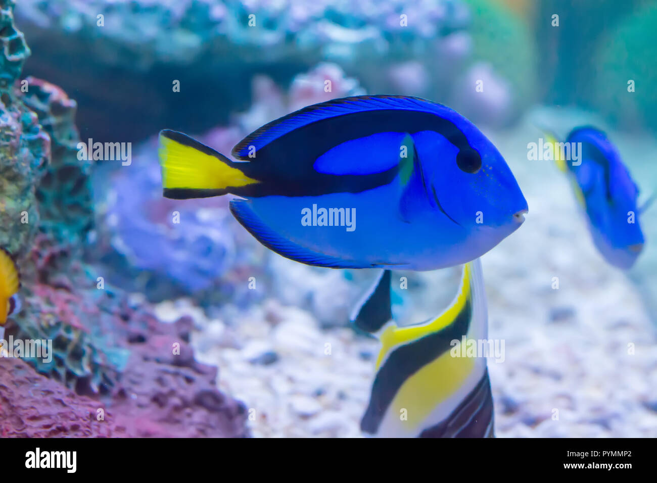 The marine fish are color of the sea Stock Photo - Alamy