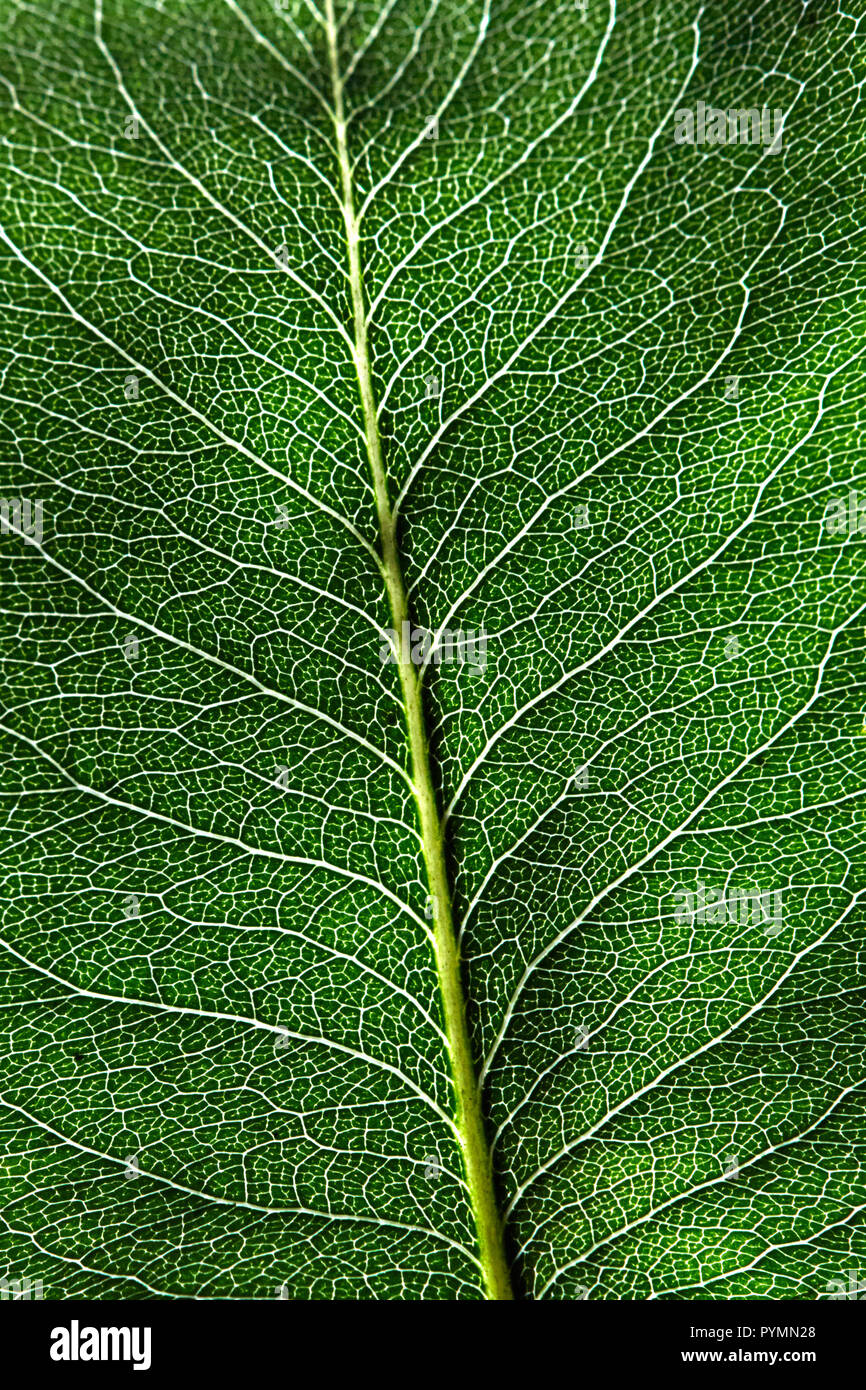 Detailed macro photo of green leaf with natural pattern. Spring ...