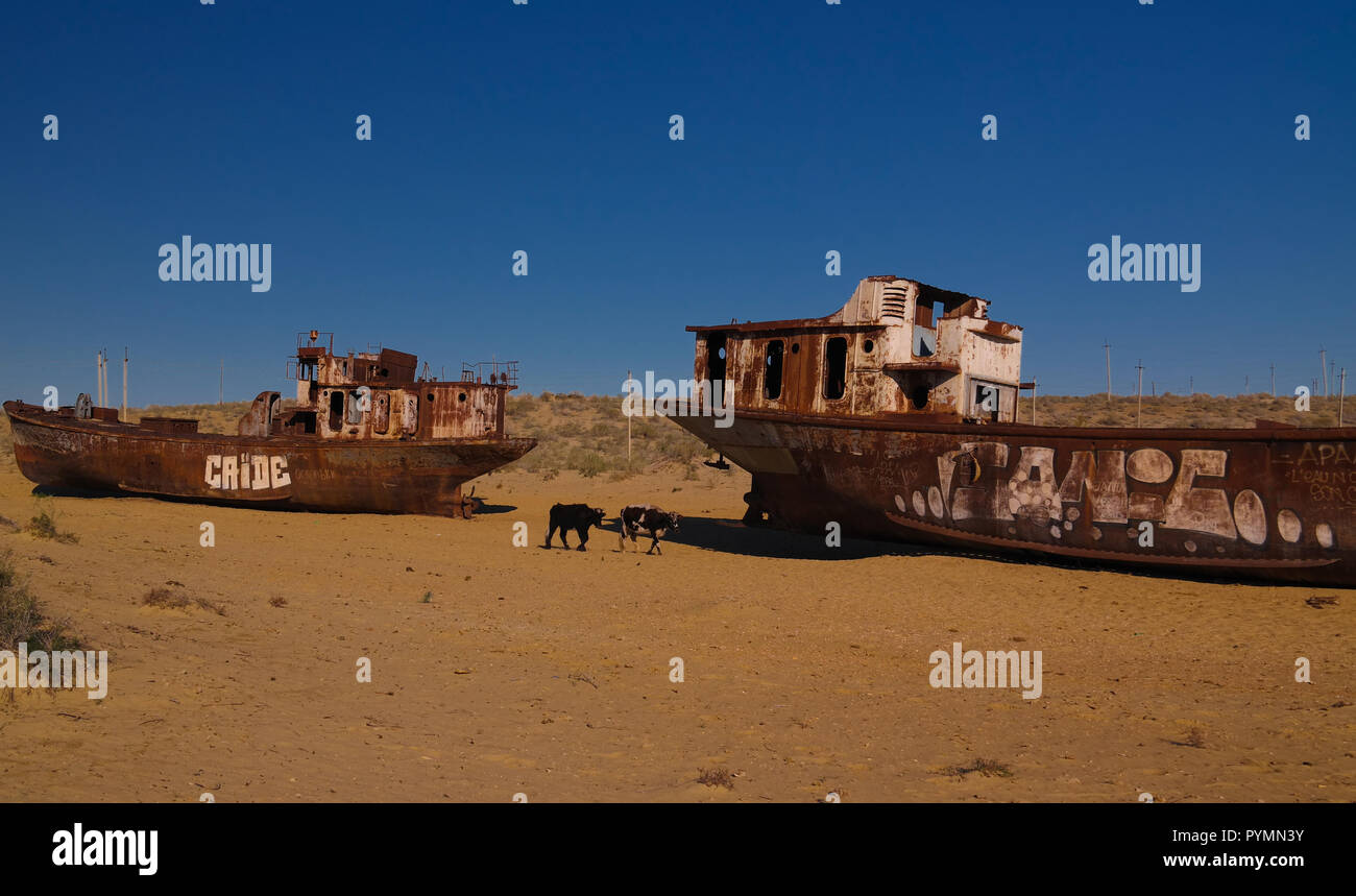 Panorama of ship cemetery near Moynaq at sunrise with the cows in ...