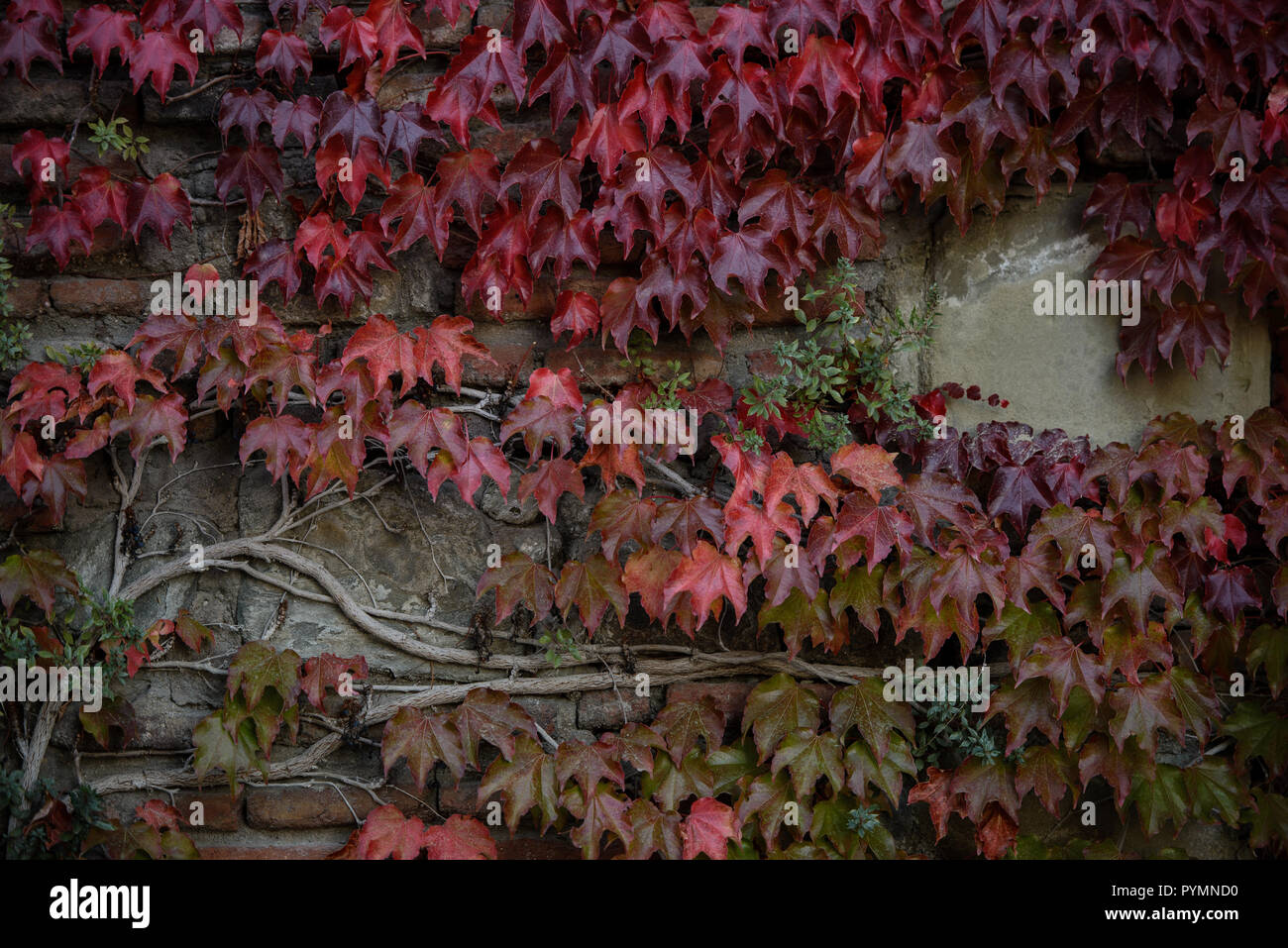 Crimson red hi-res stock photography and images - Alamy
