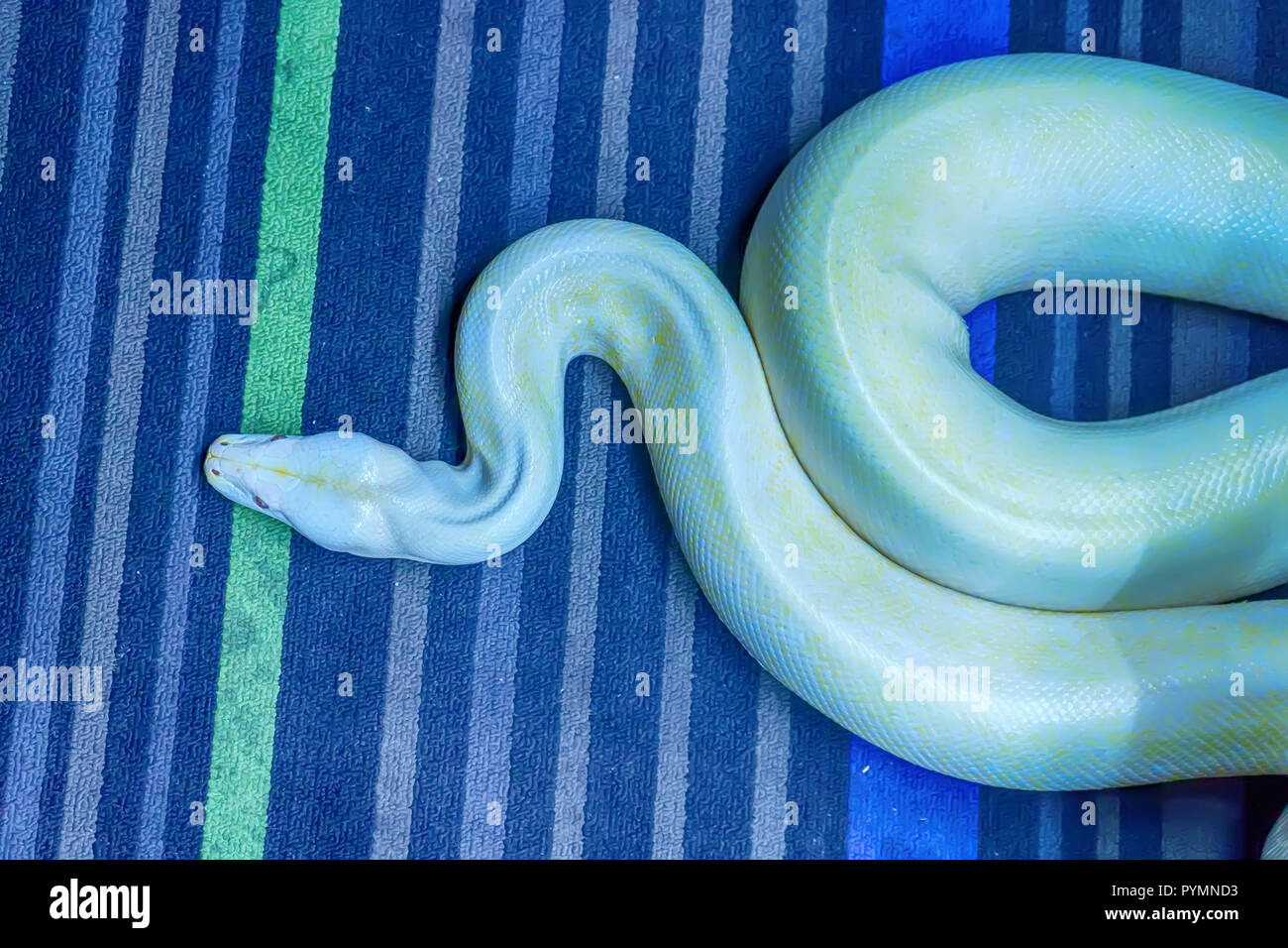 Albino burmese python is curled up. Its pet tame Stock Photo - Alamy