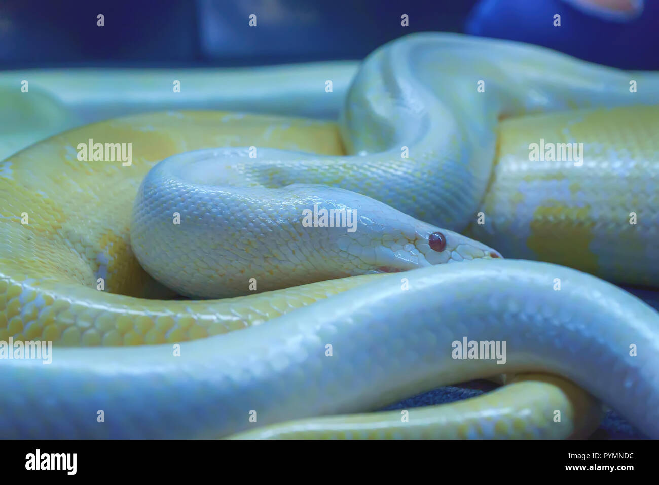 Albino burmese python is curled up. Its pet tame Stock Photo - Alamy