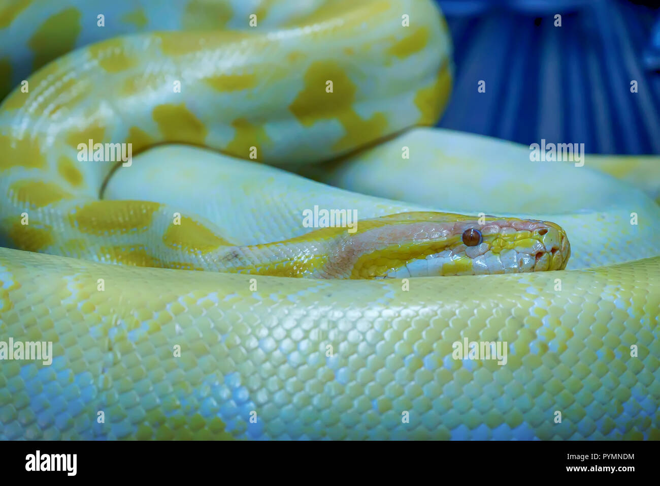 Albino burmese python is curled up. Its pet tame Stock Photo - Alamy