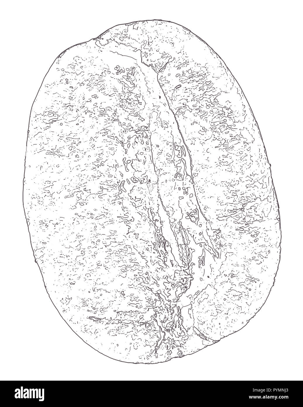 A single isolated on white roasted coffee bean line drawing Stock Photo ...