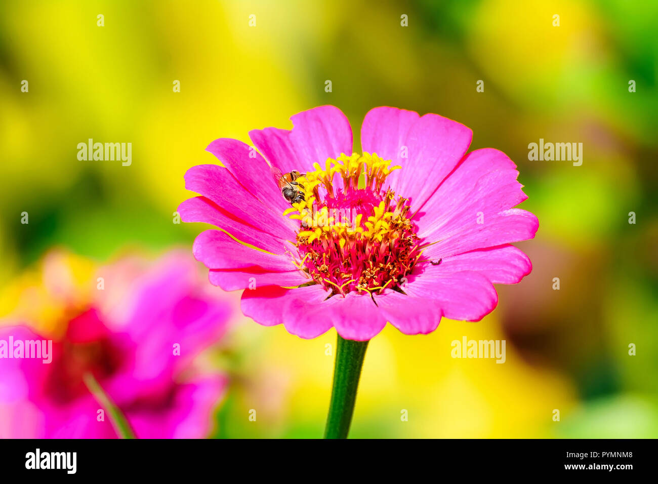 Bee eating pollen from zinnia elegans on a nature background Stock ...