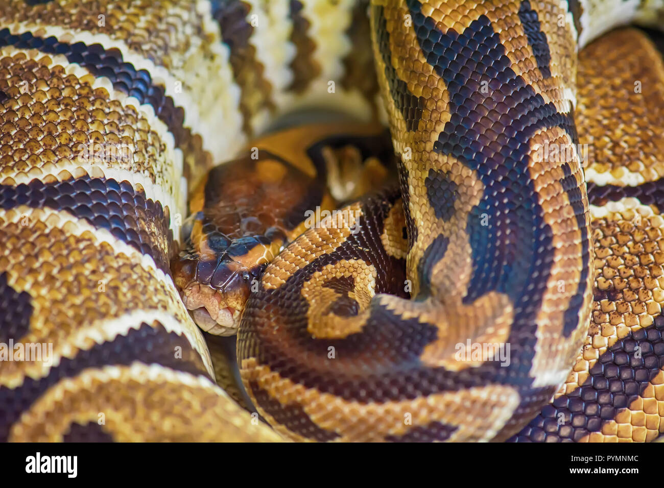 Green burmese python curve on the sand Stock Photo - Alamy