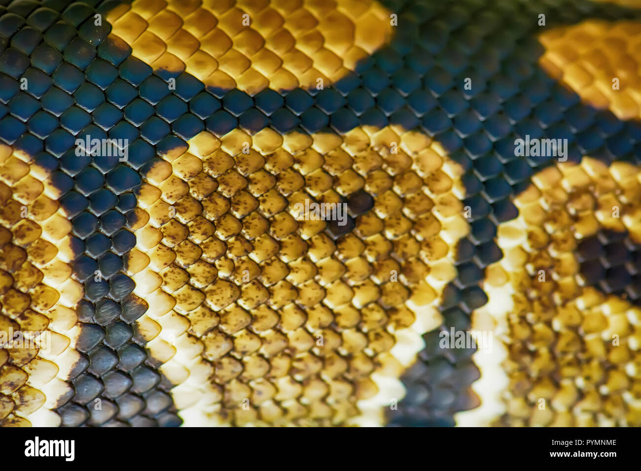 Detailed close up of a Green burmese python Stock Photo - Alamy