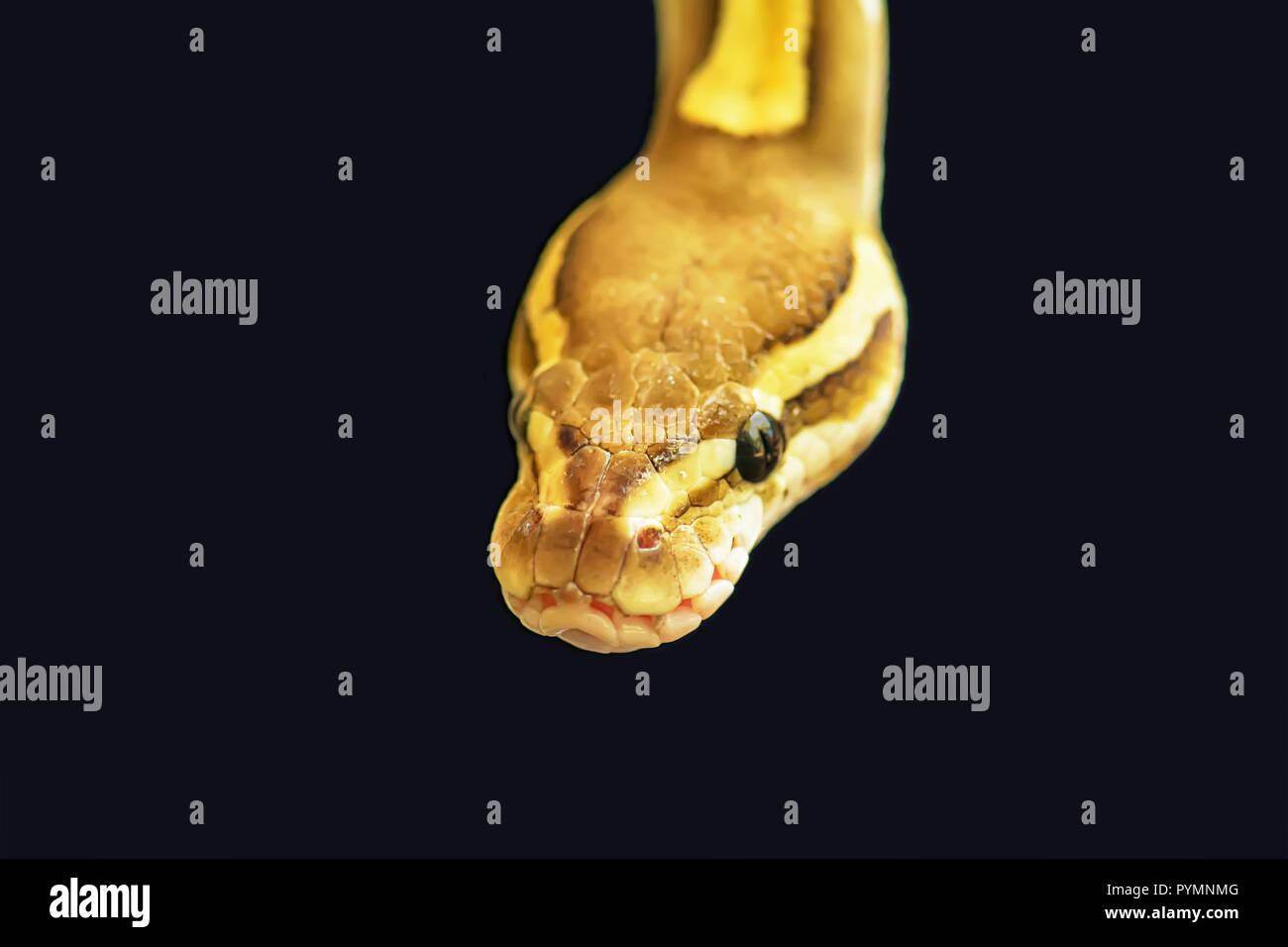Green burmese python curve on the sand Stock Photo - Alamy