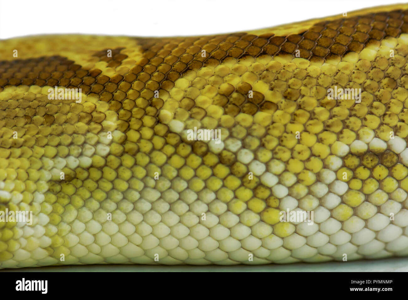 Albino green burmese python hi-res stock photography and images - Alamy