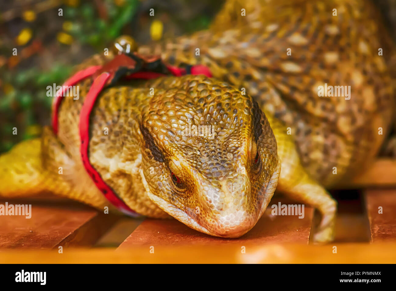 The monitor lizard on a nature background Stock Photo - Alamy