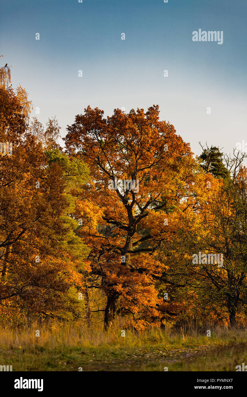 Oak gold leaf hi-res stock photography and images - Alamy