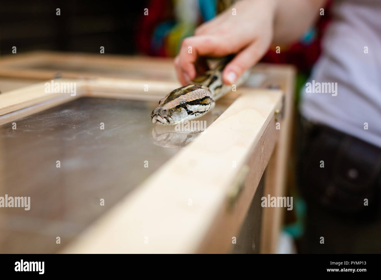 Snake on the hand of human Stock Photo - Alamy