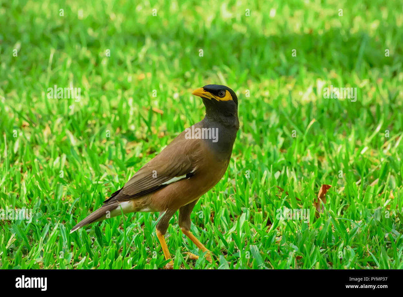 Myna bird nest hi-res stock photography and images - Alamy