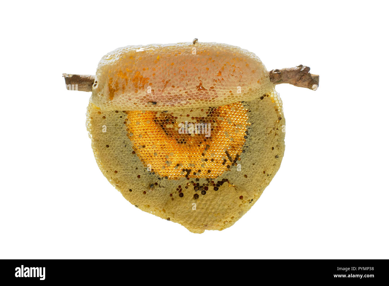 Nest of apis florea consists an embryo, adult and sweet water. Apis ...