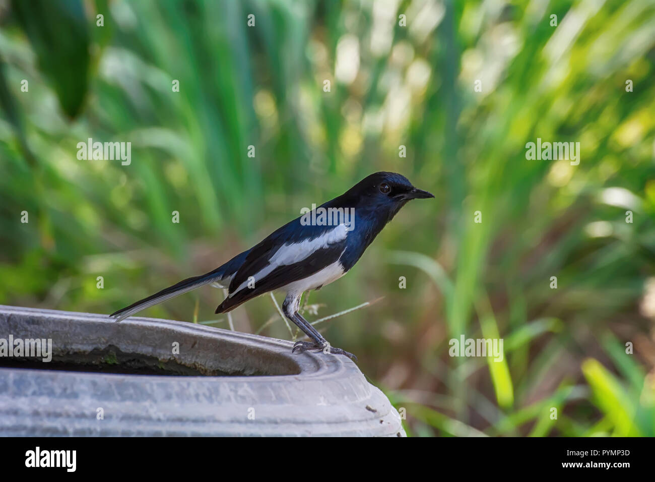 Magpie robin in thailand hi-res stock photography and images - Alamy