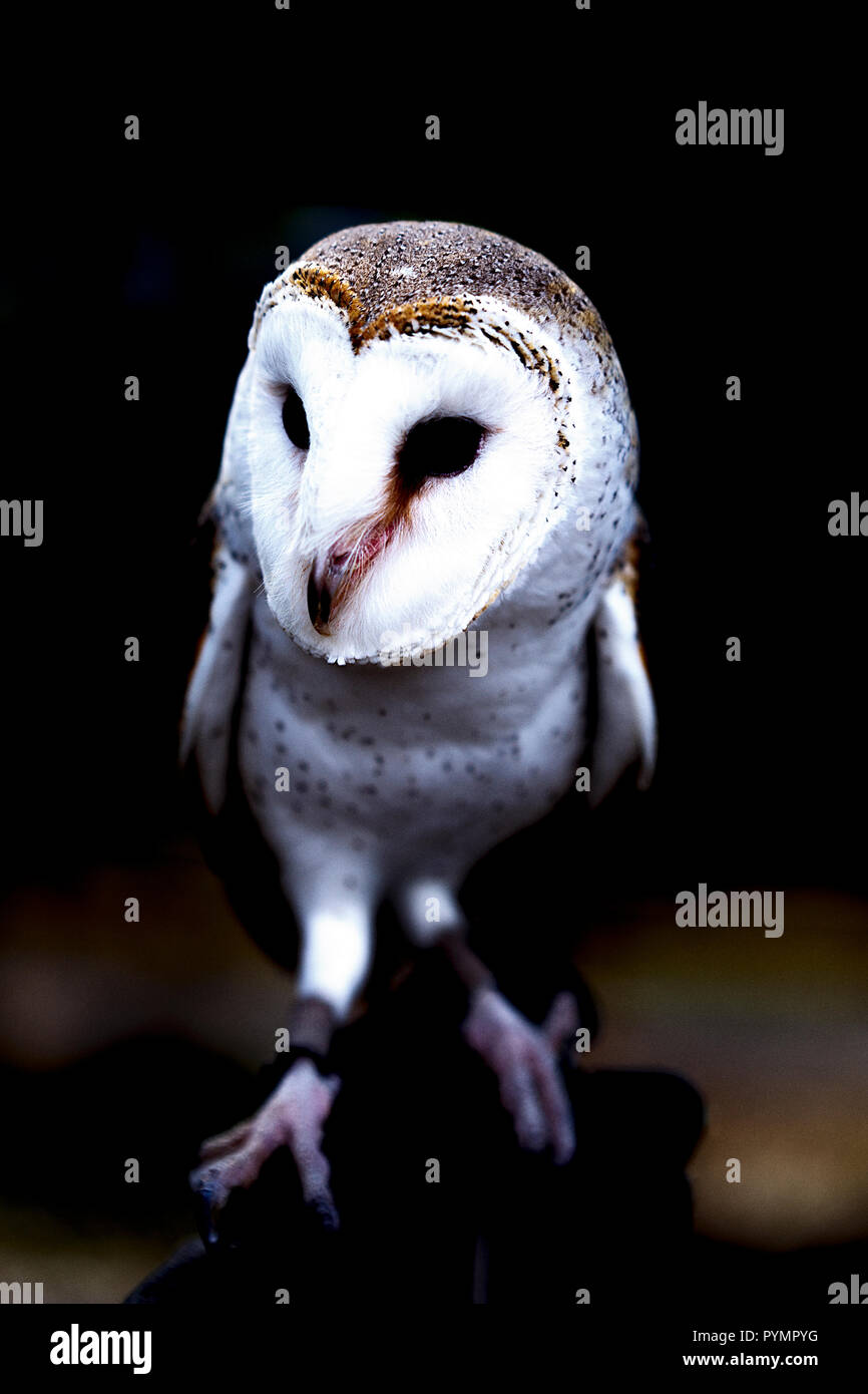 Lonely owl hi-res stock photography and images - Alamy