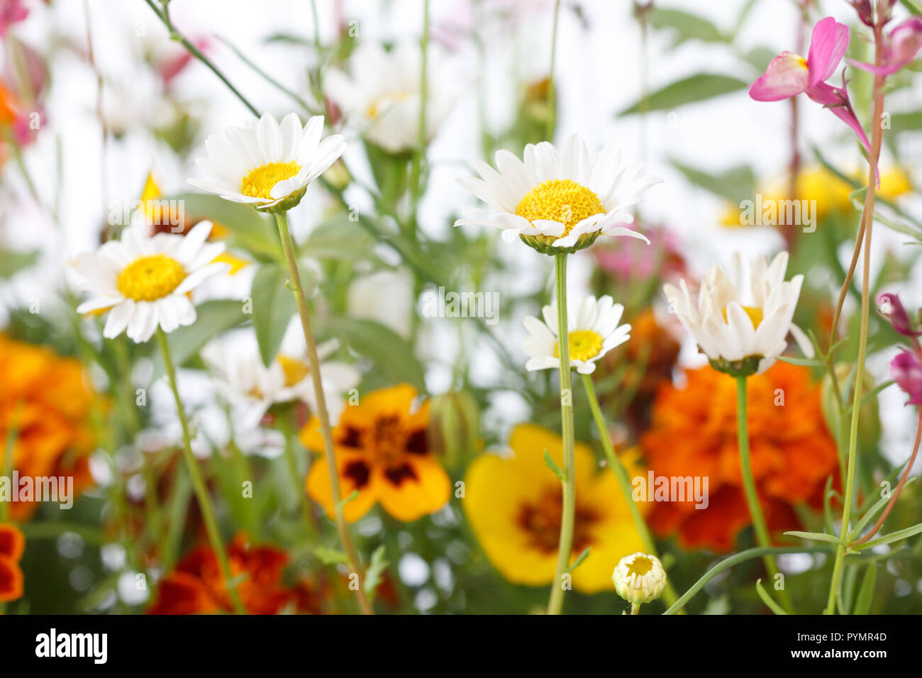Mixed wild field flowers over white Stock Photo - Alamy