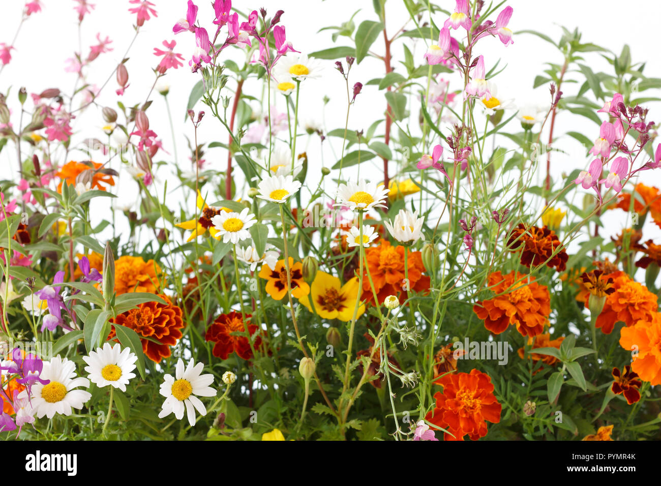 Thriving wild flowers hi-res stock photography and images - Alamy