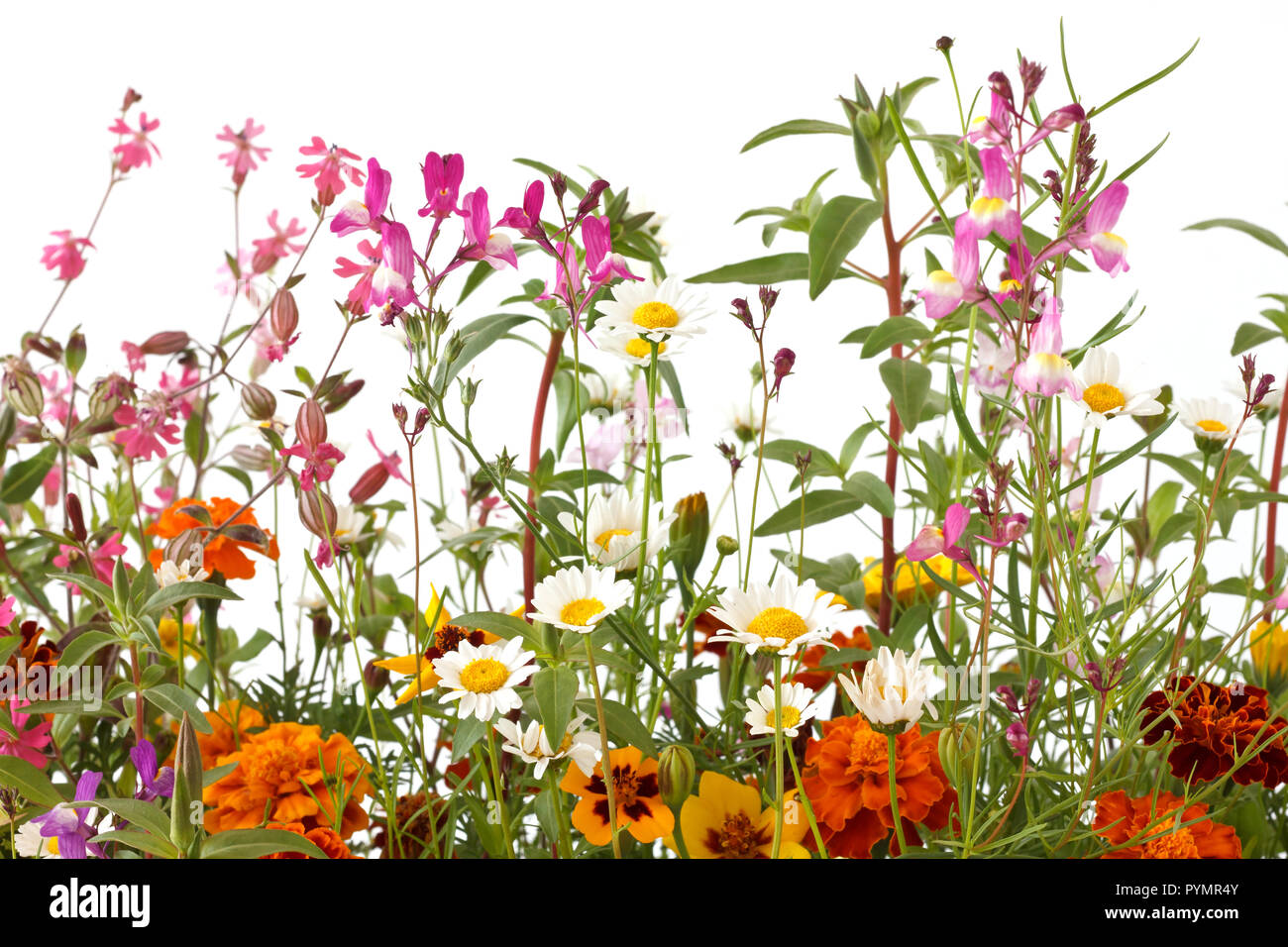 Mixed wild field flowers over white Stock Photo - Alamy