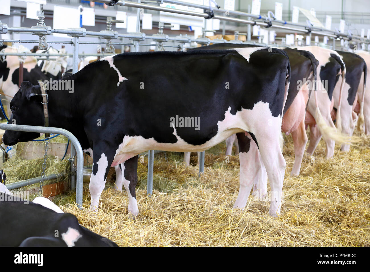 Black cows eating hay in the stable on farm Stock Photo - Alamy