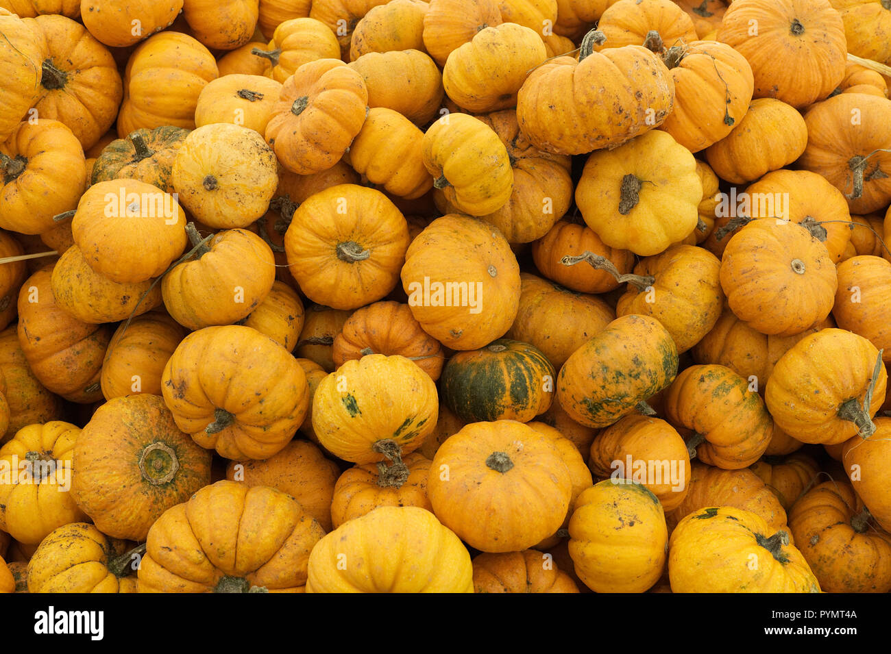 Ornamental pumpkins hi-res stock photography and images - Alamy