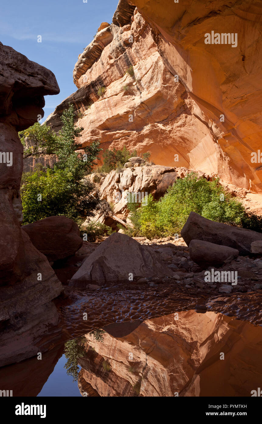 Kachina Bridge in Natural Bridges National Monument, Utah, USA Stock ...