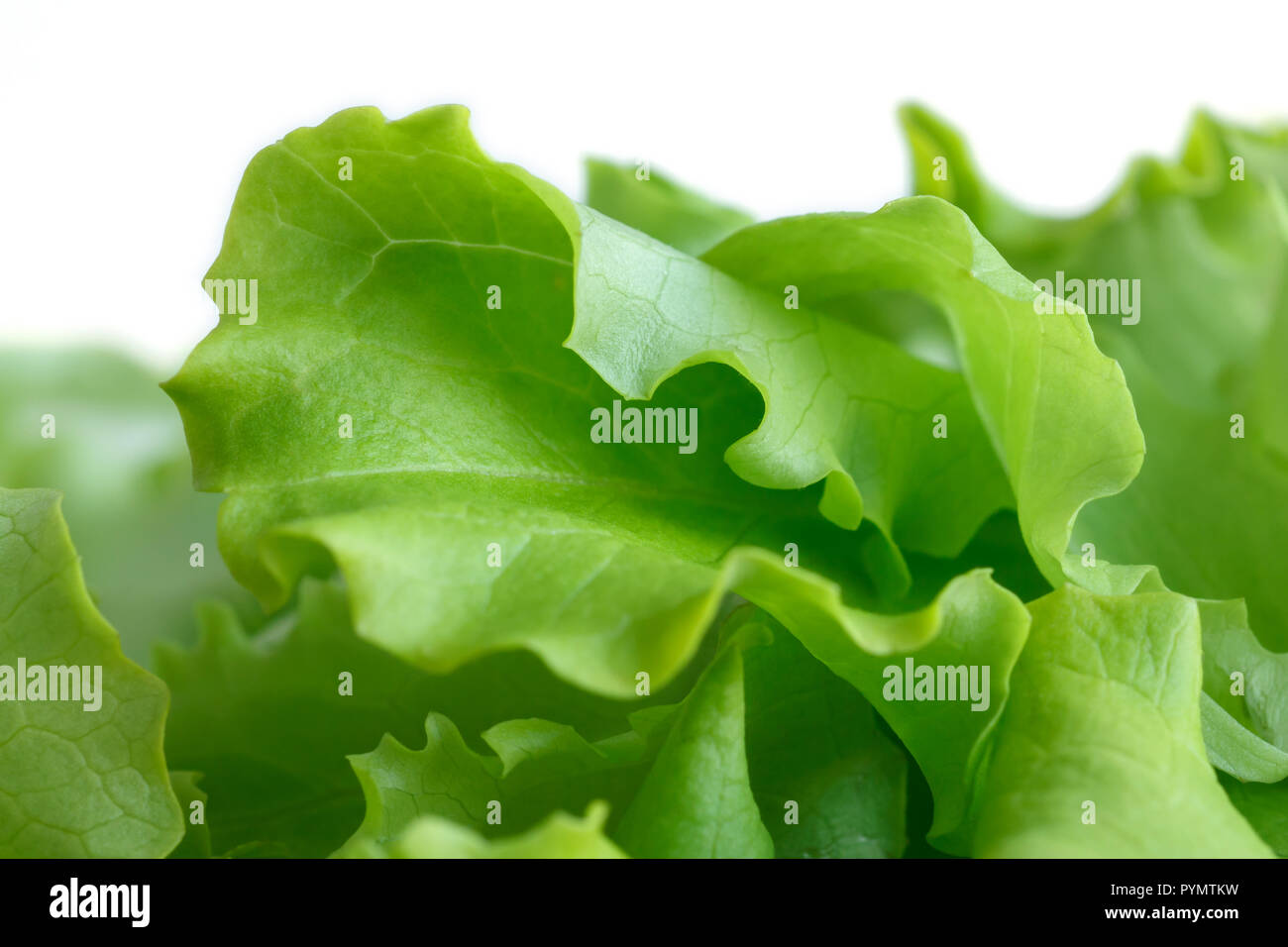 Detail of fresh leaf lettuce with white background Stock Photo - Alamy