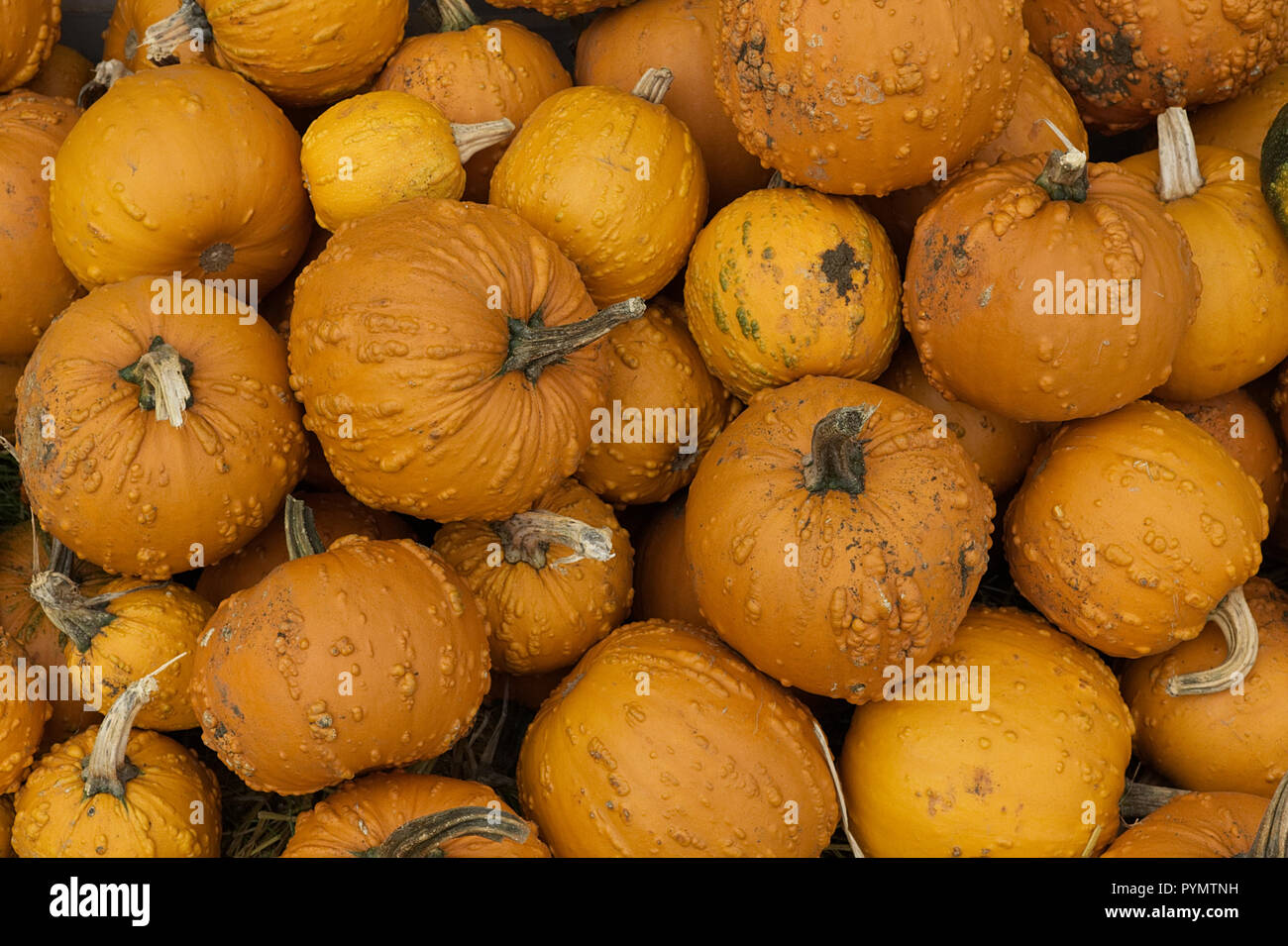 Ornamental pumpkins hi-res stock photography and images - Alamy
