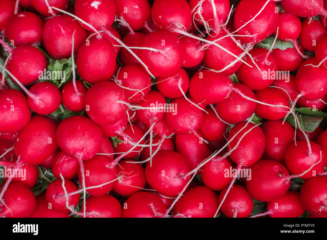 Many radishes packed together and shot from above Stock Photo - Alamy