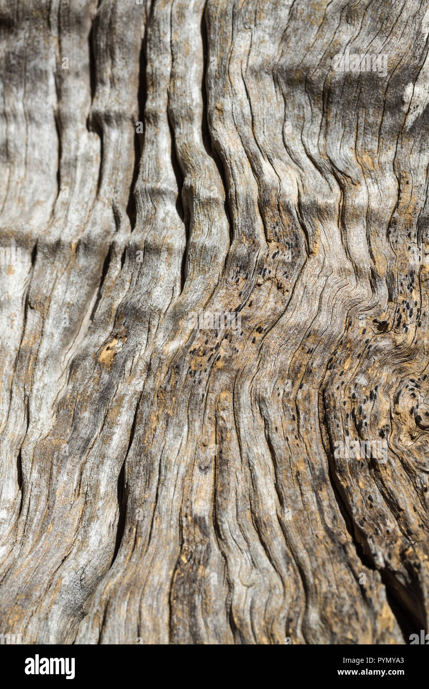 Olive wood grain hi-res stock photography and images - Alamy