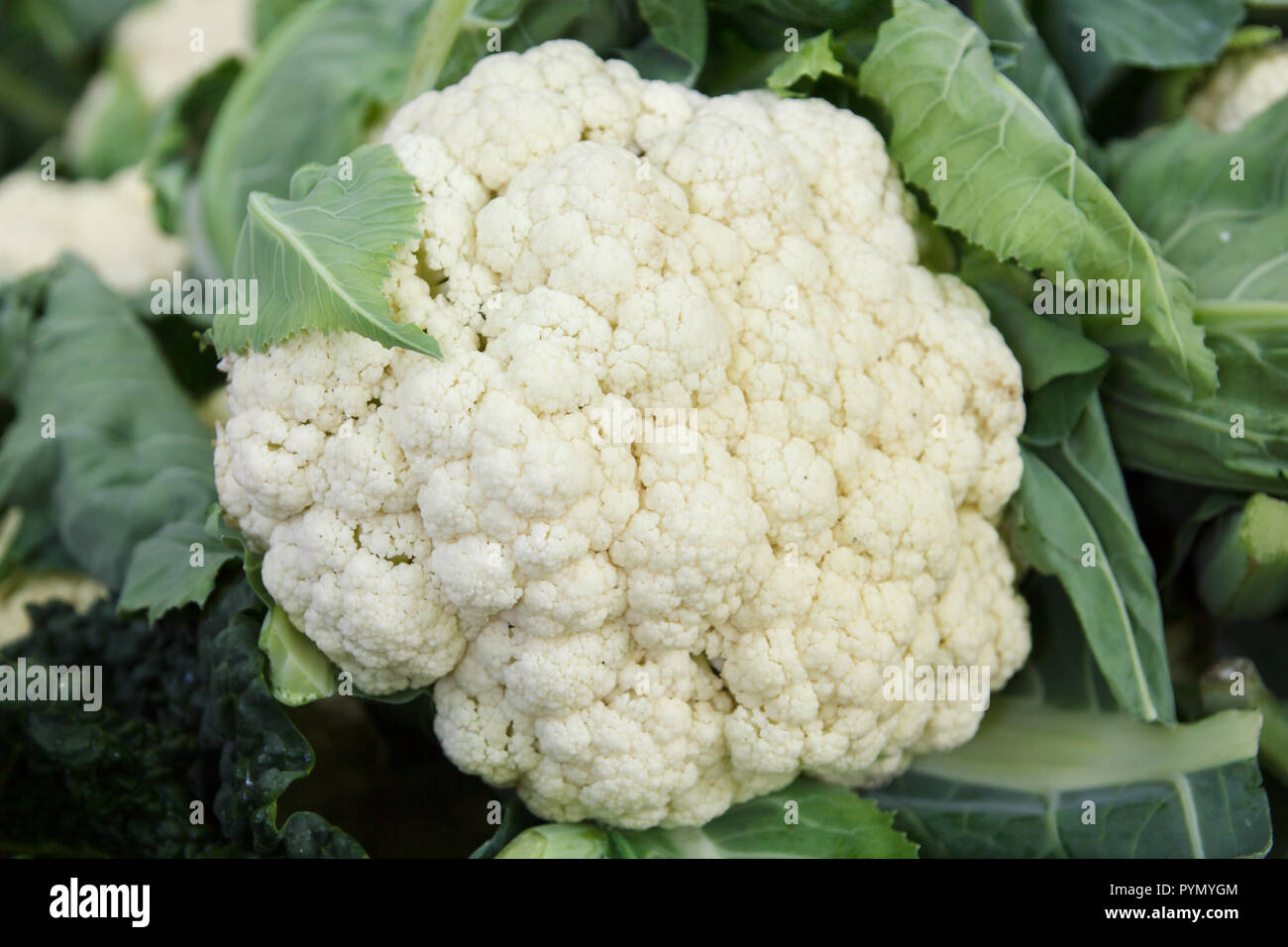 Whole fresh cauliflower with mixed out of focus vegetables in the ...