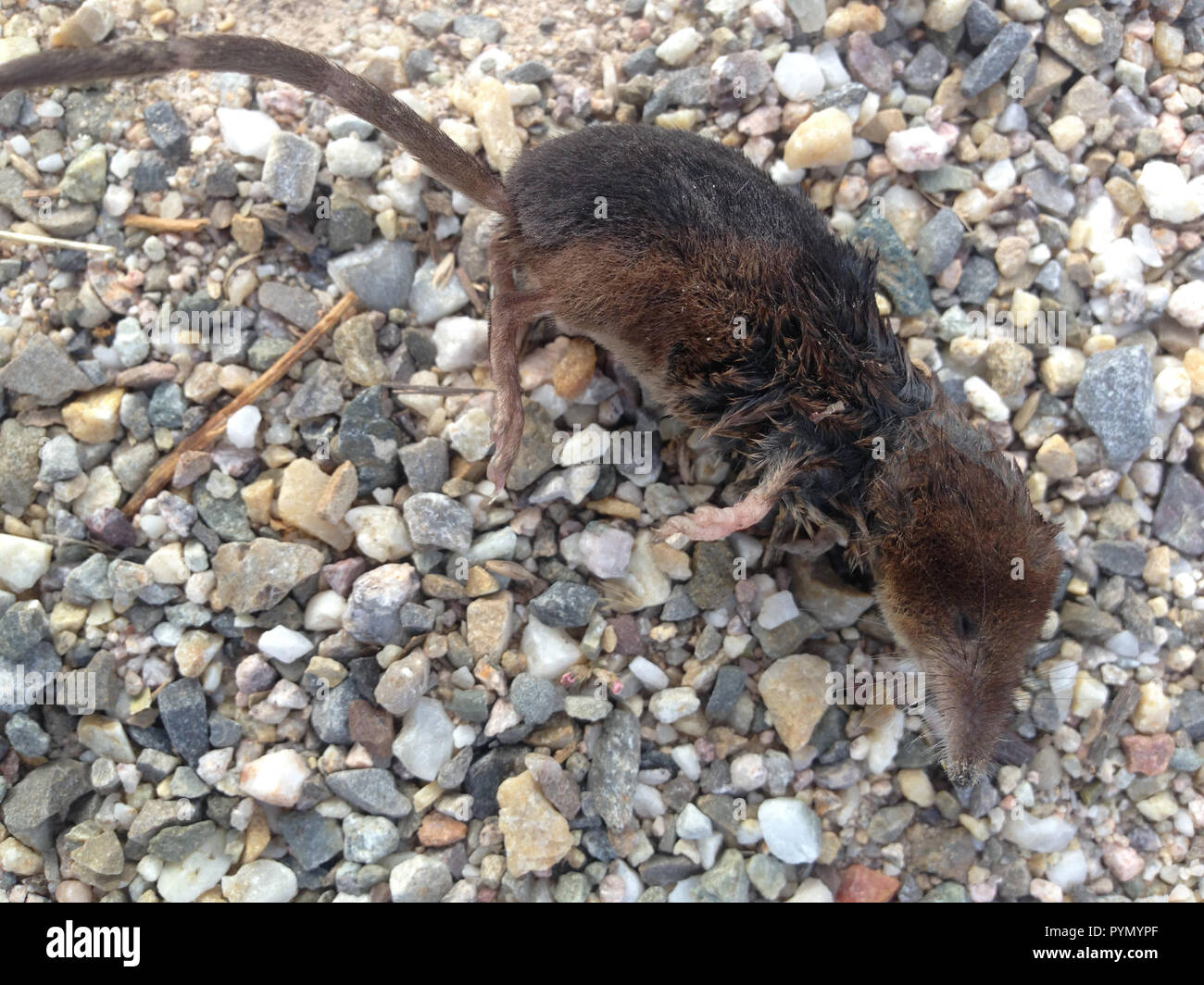 Feldspitzmaus High Resolution Stock Photography and Images - Alamy