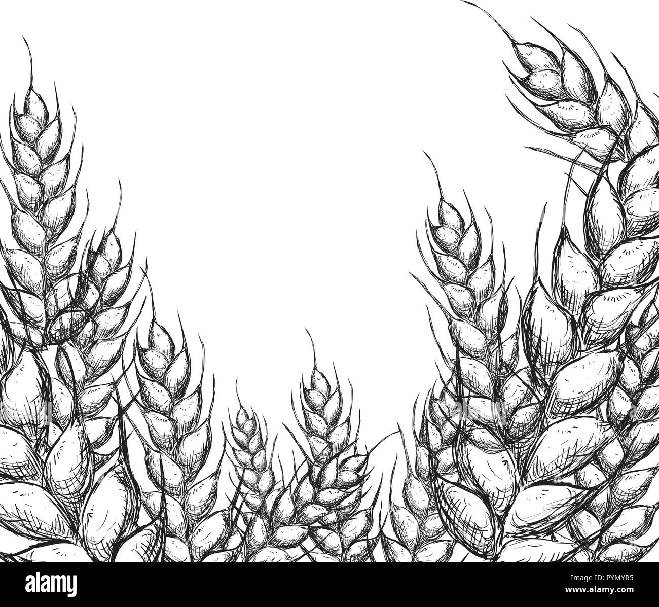 Wheat Crops Drawing