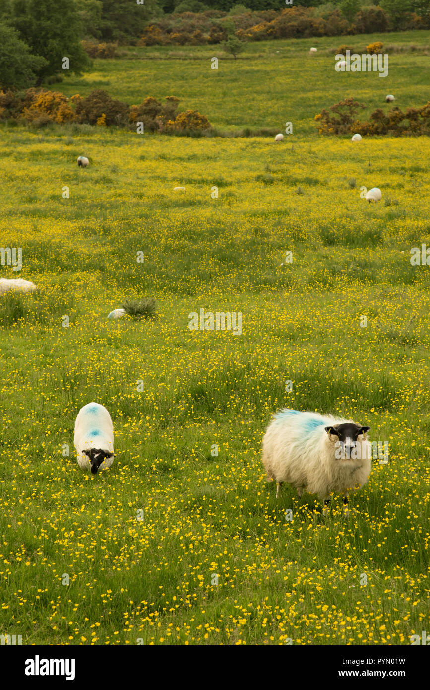 Ram faces hi-res stock photography and images - Alamy