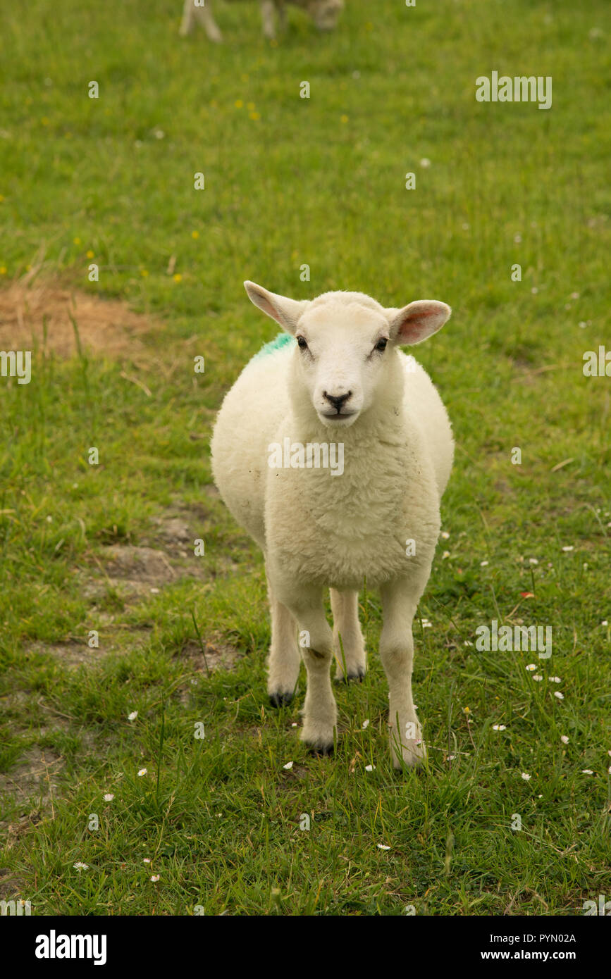 Spring lamb, Wild Atlantic Way, Donegal, Ireland Stock Photo - Alamy